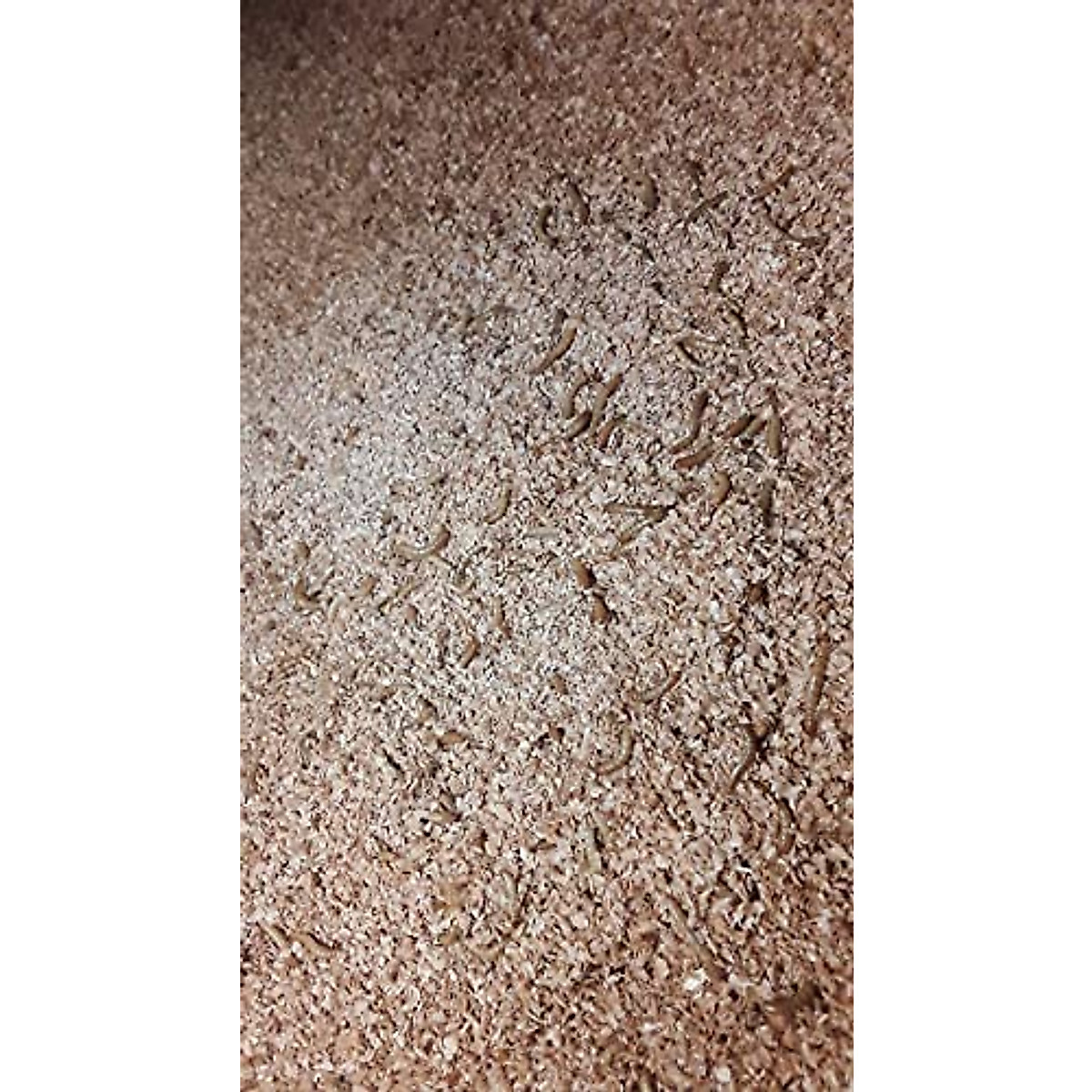 Josh's Frogs Mealworm and Superworm Culturing Bundle