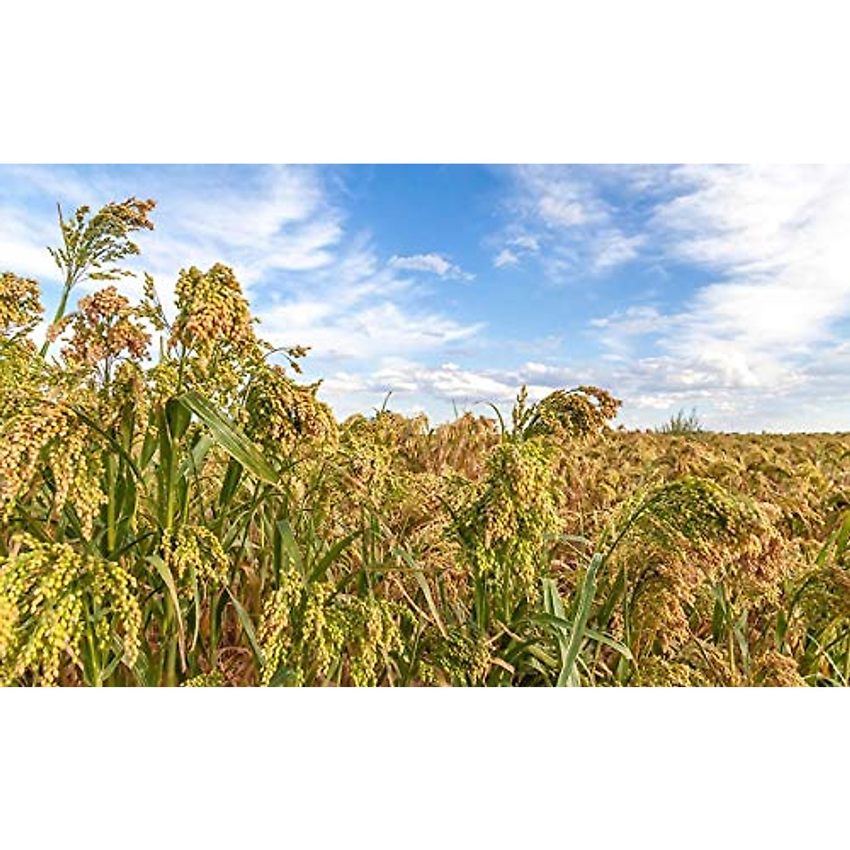 Proso Millet - Makes Great Amounts of Seeds for Birds - Beautiful in The Garden(100 - Seeds)