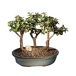 Bonsaiboy Baby Jade 3 Bonsai Tree Group (portulacaria afra)