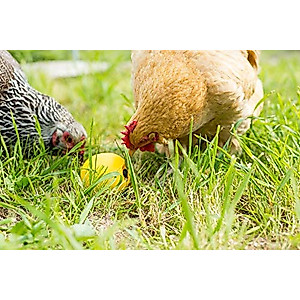 Lixit Chicken Feeder Toy (1 Pack)
