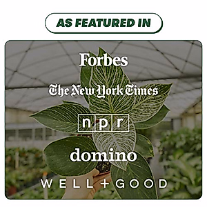 Rooted® Red Prayer Plant - Maranta Leuconeura | Live, Easy to Grow, Easy to Care, Live Indoor Houseplant, Low Maintenance Houseplant, 14 Day Guarantee (4" Pot)