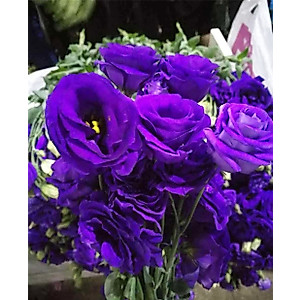 zellajake Rare Flower Seeds Purple Lisianthus Seeds 100Pcs Eustoma Fllower Seeds Plants Perennial Flowering Plants Balcony Potted Flowers Seeds