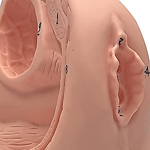 LXT PANDA Catheterization Model, Medical Practice Traning Model, Female Internal and External Catheterization Model- PVC Manikin Teaching Model - for Gynecology Medical Educational Training Aid.