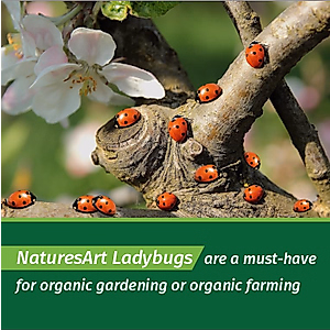 NaturesArt 1500 Live Ladybugs - Good Bugs for Garden - Ladybug Guaranteed Live Delivery* - Plastic Box, Container, Case.