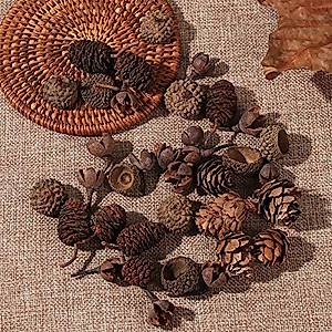 Queenbox 20Pcs Natural Dried Acorn Cap Craft DIY, Home Christmas Thanksgiving Decorative Fall Winter Holiday Home Decor