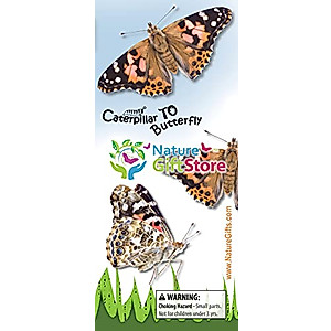 Nature Gift Store 10 Live Caterpillars Shipped Now- Butterfly Kit Refill ONLY