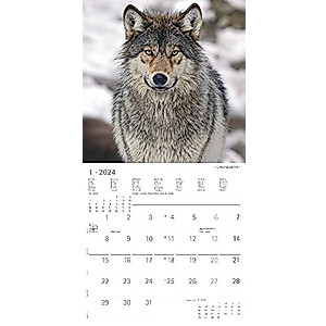 Wolves 2024 Brochure Calendar 30 x 30 cm (30 x 60 Open) Calendar with Space for Notes Wolves Picture Calendar Wall Planner Alpha Edition