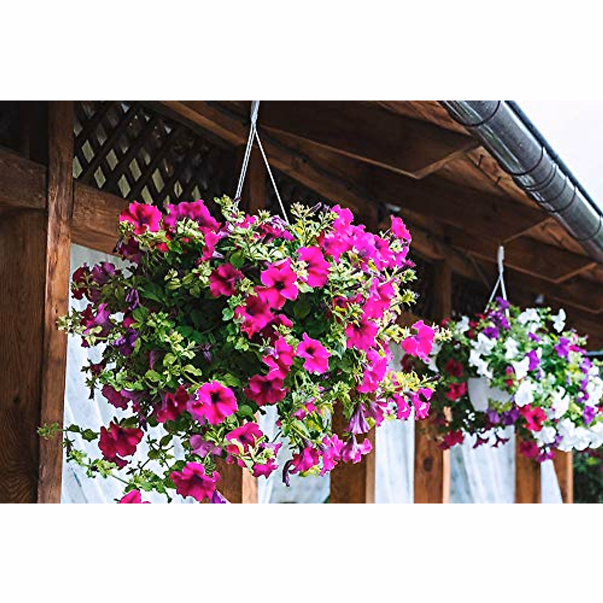 Petunia Seeds80000+Pcs 'Colour-Themed Collection'(Rainbow Colors) Perennial Flower Mix Seeds,Flowers All Summer Long,Hanging Flower Seeds Ideal for Pot