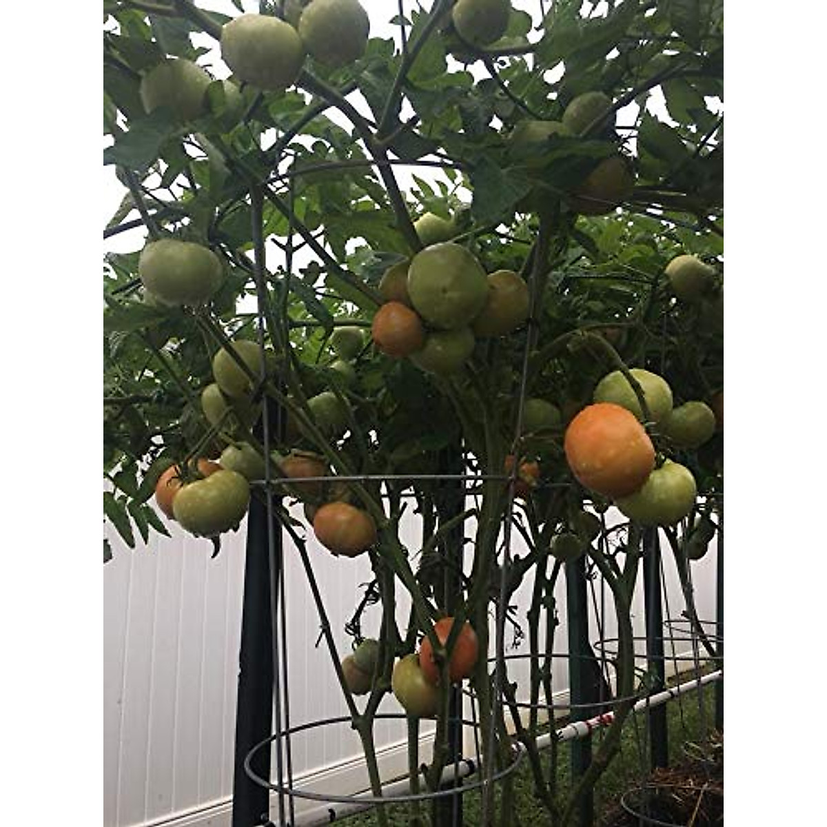 BaleBuster4 Starter Kit Includes Straw Bale Gardens Complete Book with Instructions for Step-by-Step Garden Set up.