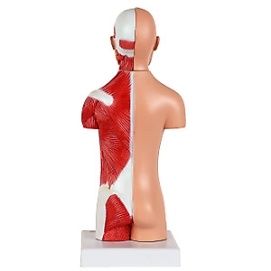 Axis Scientific 14-Part Unisex Micro Torso Anatomy Teaching Model, Includes Teaching Booklet