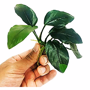 Planterest - Anubias Nana Thick Leaf Rhizome Easy Live Aquarium Plant Decorations BUY2GET1FREE