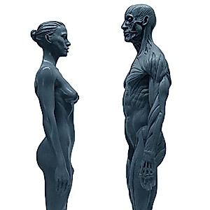 12 inch Resin Human Anatomical Anatomy Skull Head Body Model Muscle Bone Model Male and Female (Grey)