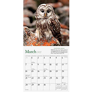 Audubon Little Owls Mini Wall Calendar 2021
