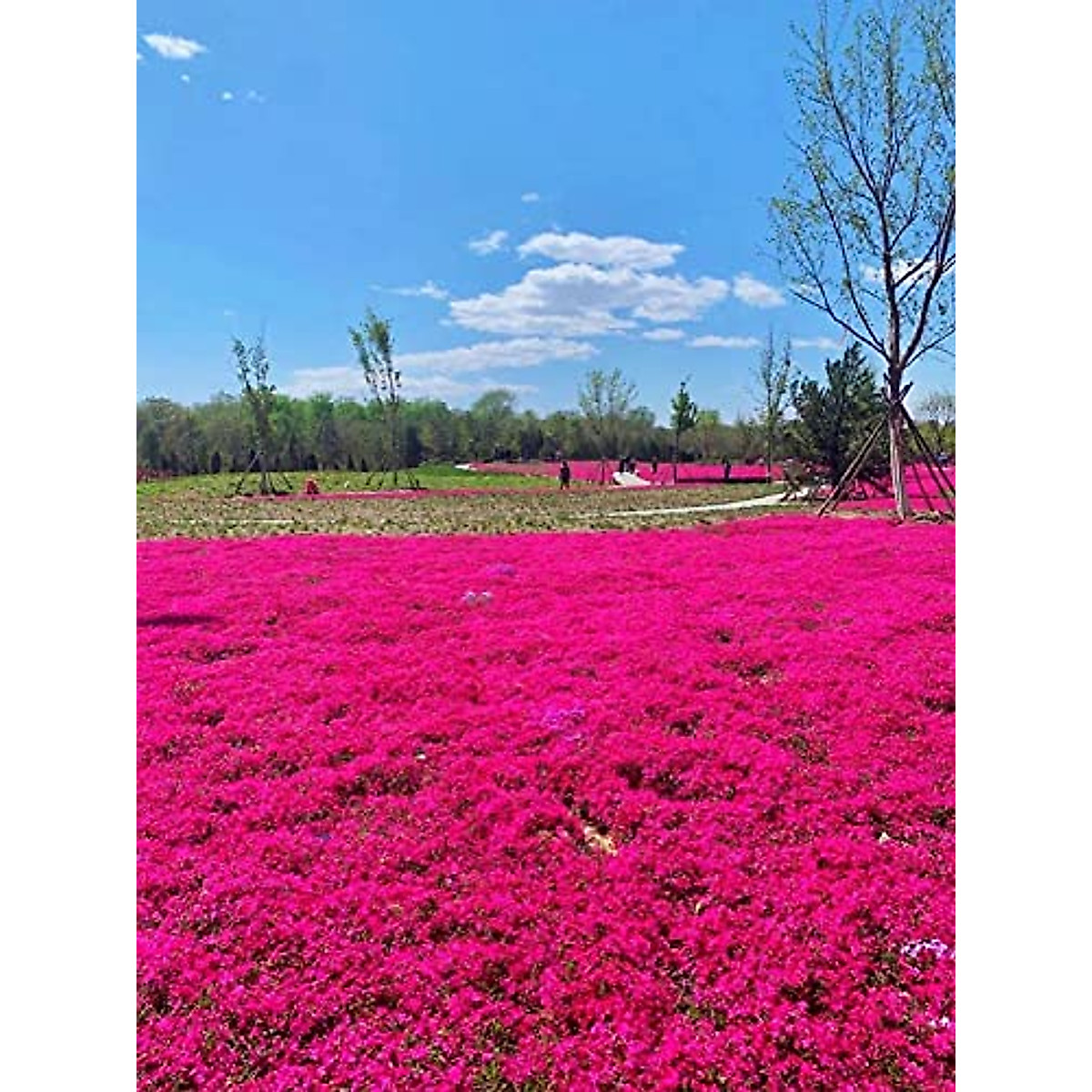 2000+ Red Creeping Thyme Seeds for Planting Thymus Serpyllum - Heirloom Ground Cover Plants Easy to Plant and Grow - Open Pollinated