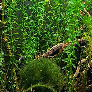 Anacharis Potted Elodea Densa Tropical Freshwater Stems Live Aquarium Plants Aquatic Pond Water Decorations 3 Days Live Guaranteed by Mainam