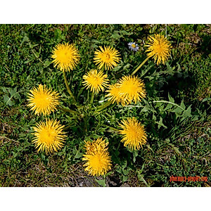 CAREMULE Dandelion Seeds for Planting - 5000 Pcs Organic Non-GMO and Untreated Dandelion Herb Seeds to Plant Home Garden