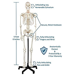 Anatomy Skeleton Model, Adult Human Anatomical Skeletal Model - Made for Students, Teachers, Medical Professionals - Includes Bone Anatomy Numbering Guide, Dust Cover & Stand - Made by Axis Scientific