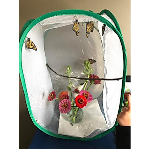 Trasfit Pop-up Insect and Butterfly Habitat Cage Terrarium - 24 Inches Tall