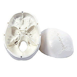 Wellden Medical Anatomical Human Skull Model High Quality, Classic, 3-Part, Life Size