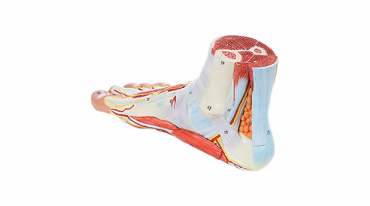 Axis Scientific Anatomy Model of Foot with Muscles, Ligaments, Nerves ...