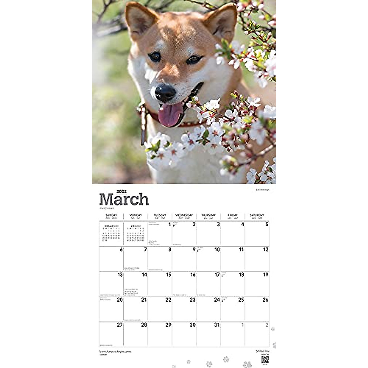 Shiba Inu 2022 12 x 12 Inch Monthly Square Wall Calendar, Animals Asian Dog Breeds DogDays