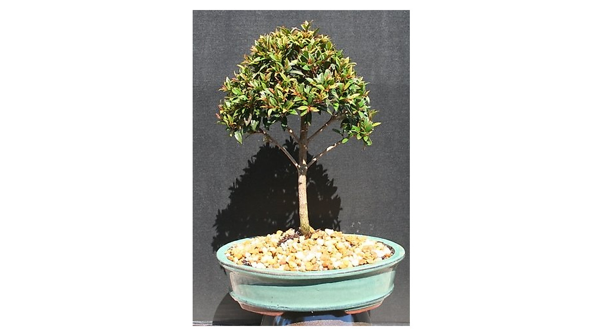 Buy Brush Cherry Bonsai Tree - Perfect for Beginners