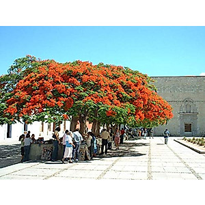 Red Flame Flamboyant Tree Seeds Royal Poinciana Delonix Regia U.S. Seller (10 Seeds)