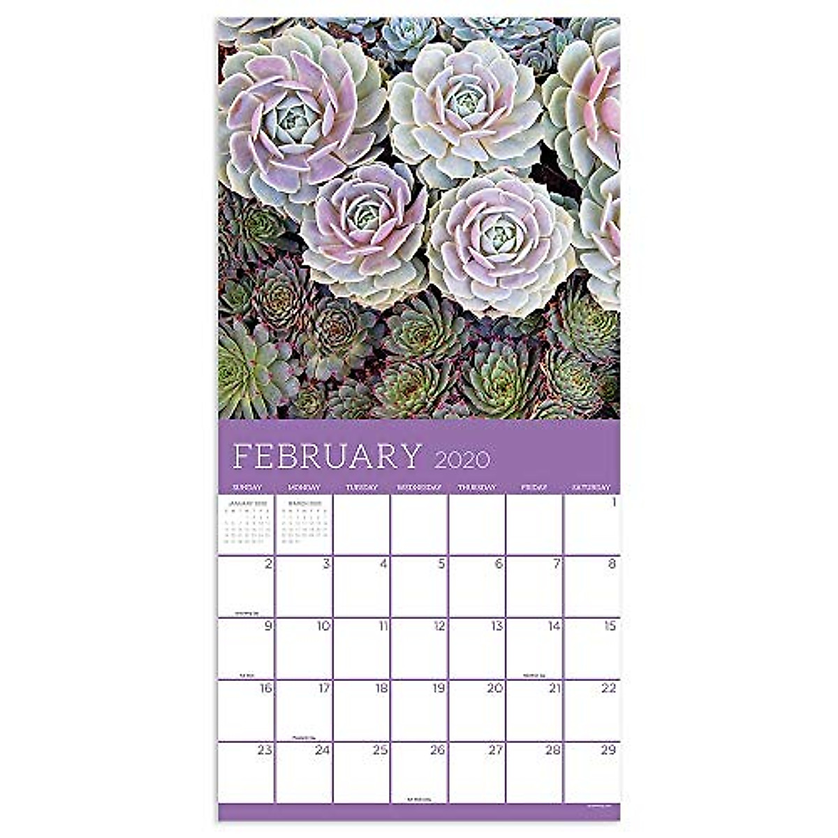 2020 Succulents Wall Calendar