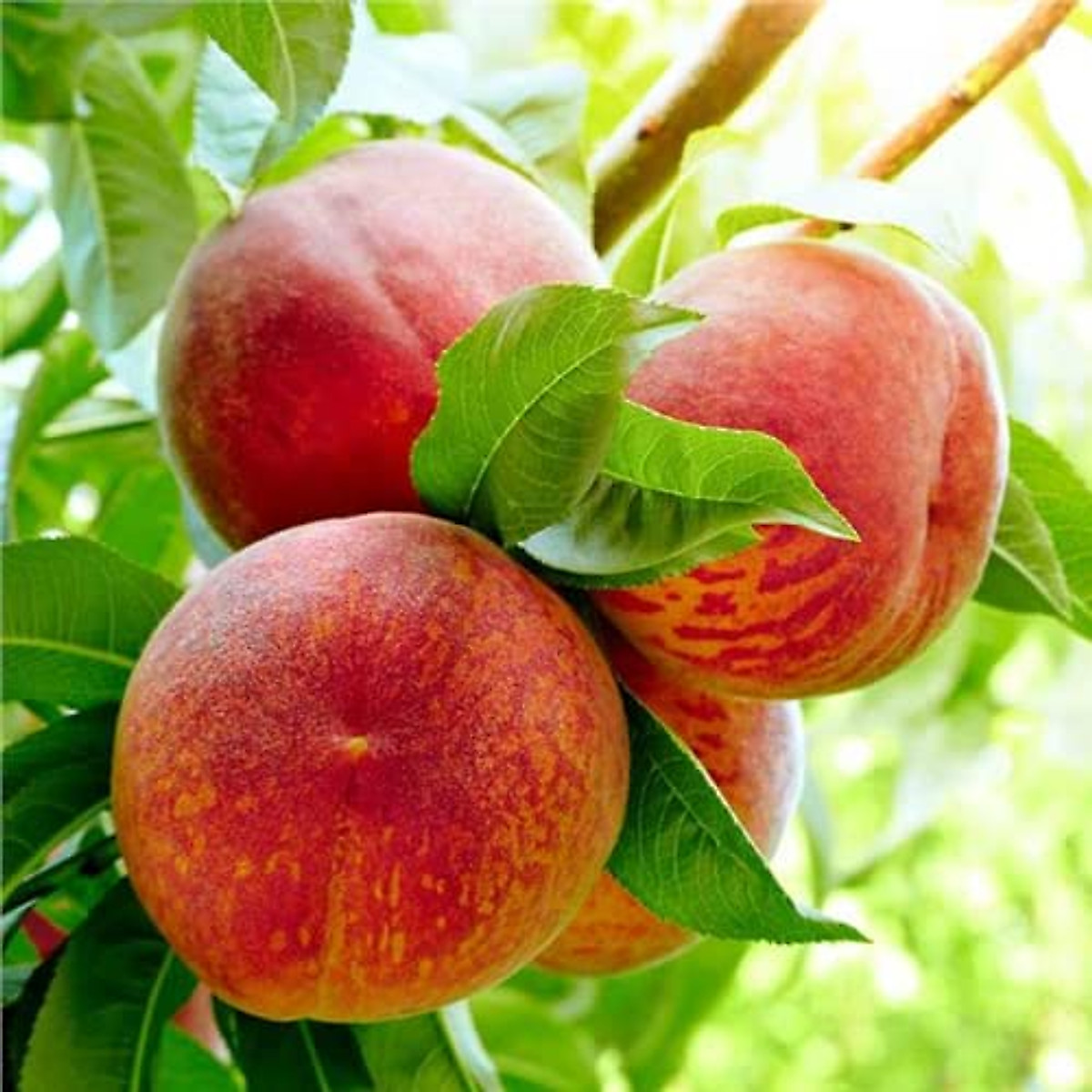 CHUXAY GARDEN Contender Peach Tree Seed 5 Seeds Edible Fresh Sweet Fruit Non-GMO Dwarf Peach Trees High Yield Flourishing
