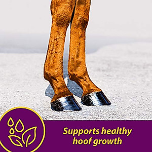 Horse Health Shur Hoof Hoof Supplement for Horses, Helps Grow Strong, Tough Hooves, 2.5 Pound, 40 Day Supply
