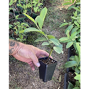 Pink Guava Plant - Psidium Guajava - Live Plant