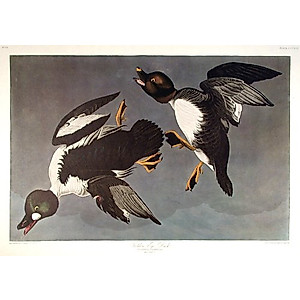 Golden-Eye Duck. From"The Birds of America" (Amsterdam Edition)