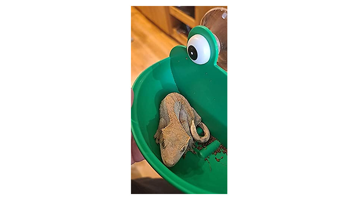 Frog Habitat with Suction Cups for Small Amphibians