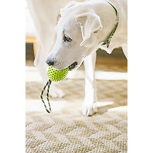 OllyDog Spikey Rugby, Interactive Dog Chew Toy with Natural Rubber, Multifunctional Teeth Cleaning and Gum Massage, for Dogs Under 50lbs (Lime)