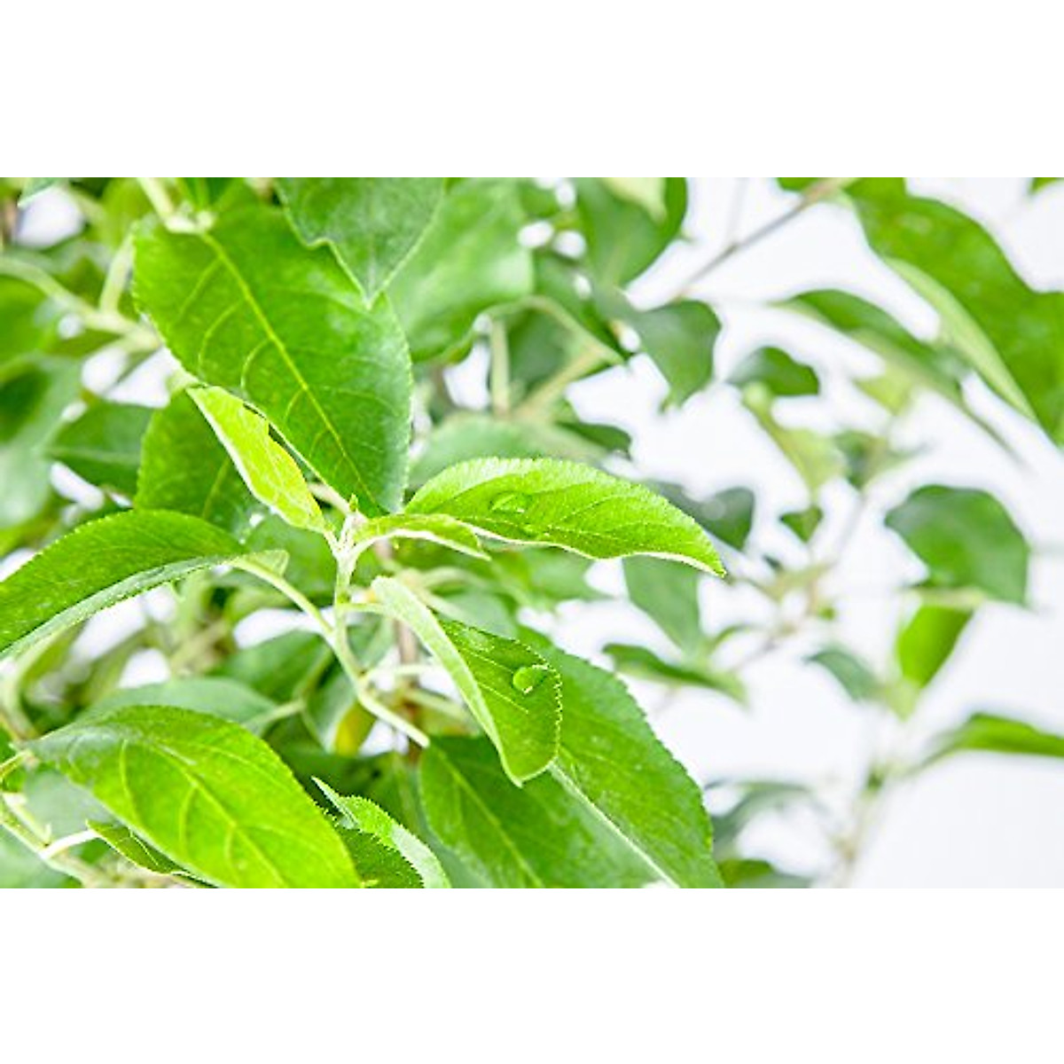 Perfect Plants Anna Apple Tree Live Plant, 4-5', Includes Care Guide