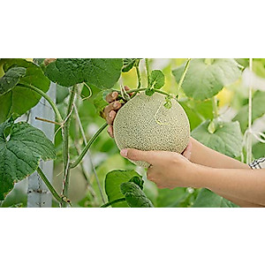 Imperial 45 Cantaloupe Seeds, 50+ Heirloom Seeds Per Packet, (Isla's Garden Seeds), Botanical Name: Cucumis melo VAR. cantalupensis, Non GMO Seeds