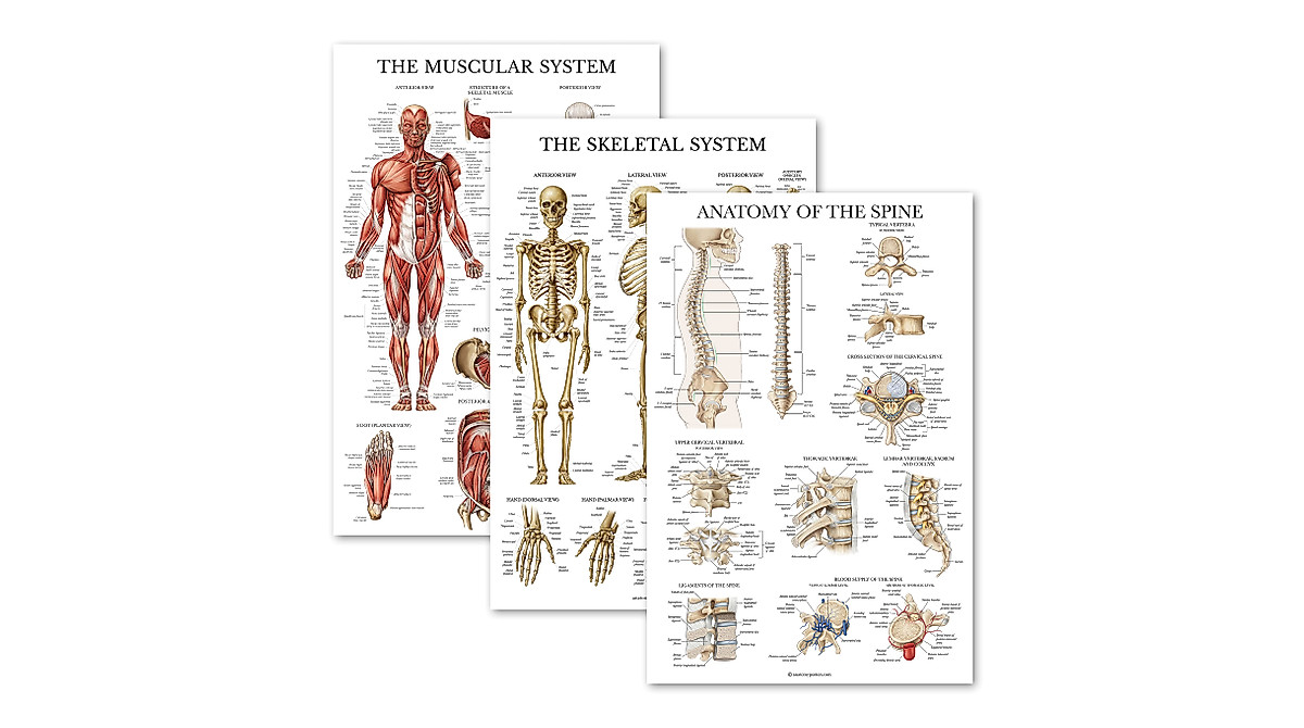 Palace Learning 3-Pack Anatomical Charts Set for Education & Professionals