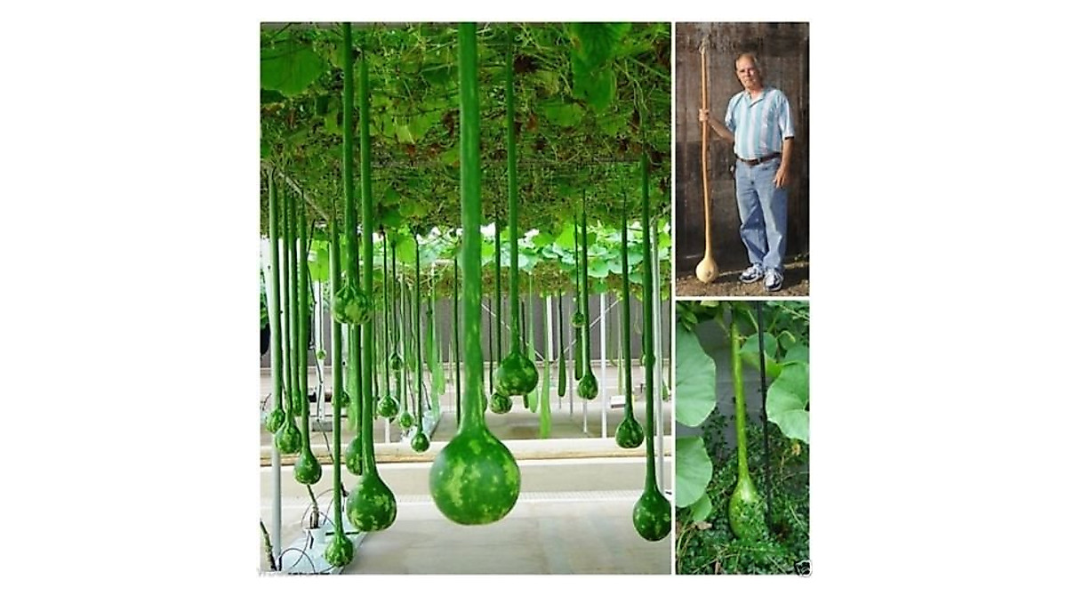 Buy Dipper Gourd Seeds - 12" Long & Hearty