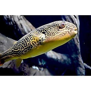 Seachem Malawi/Victoria Buffer 600gram