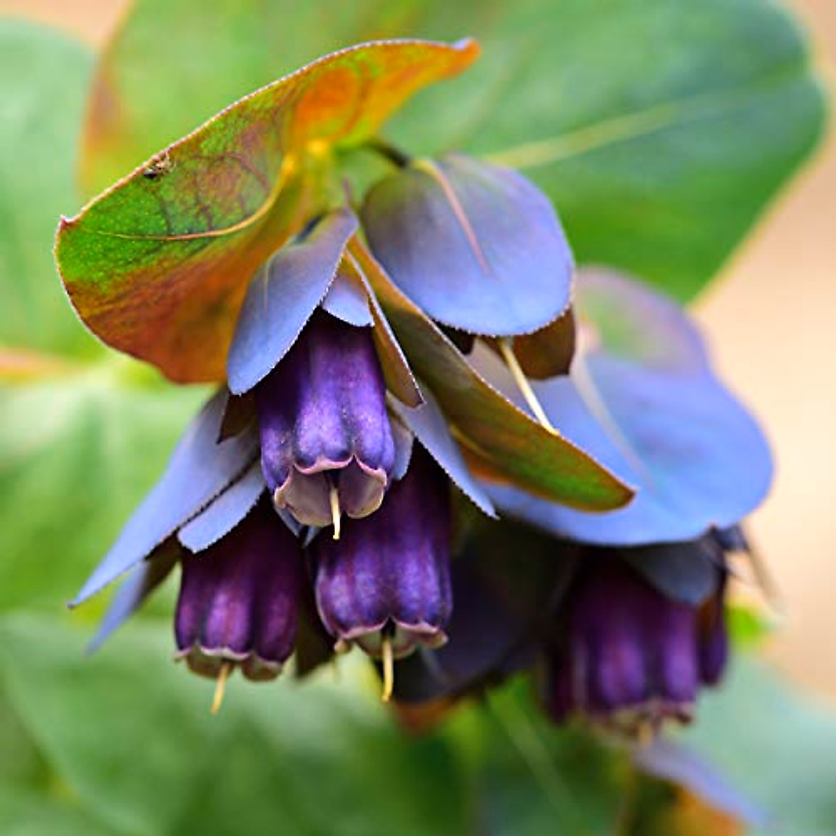 Outsidepride Cerinthe Major Honeywort Plant Garden Flower Seeds - 50 Seeds
