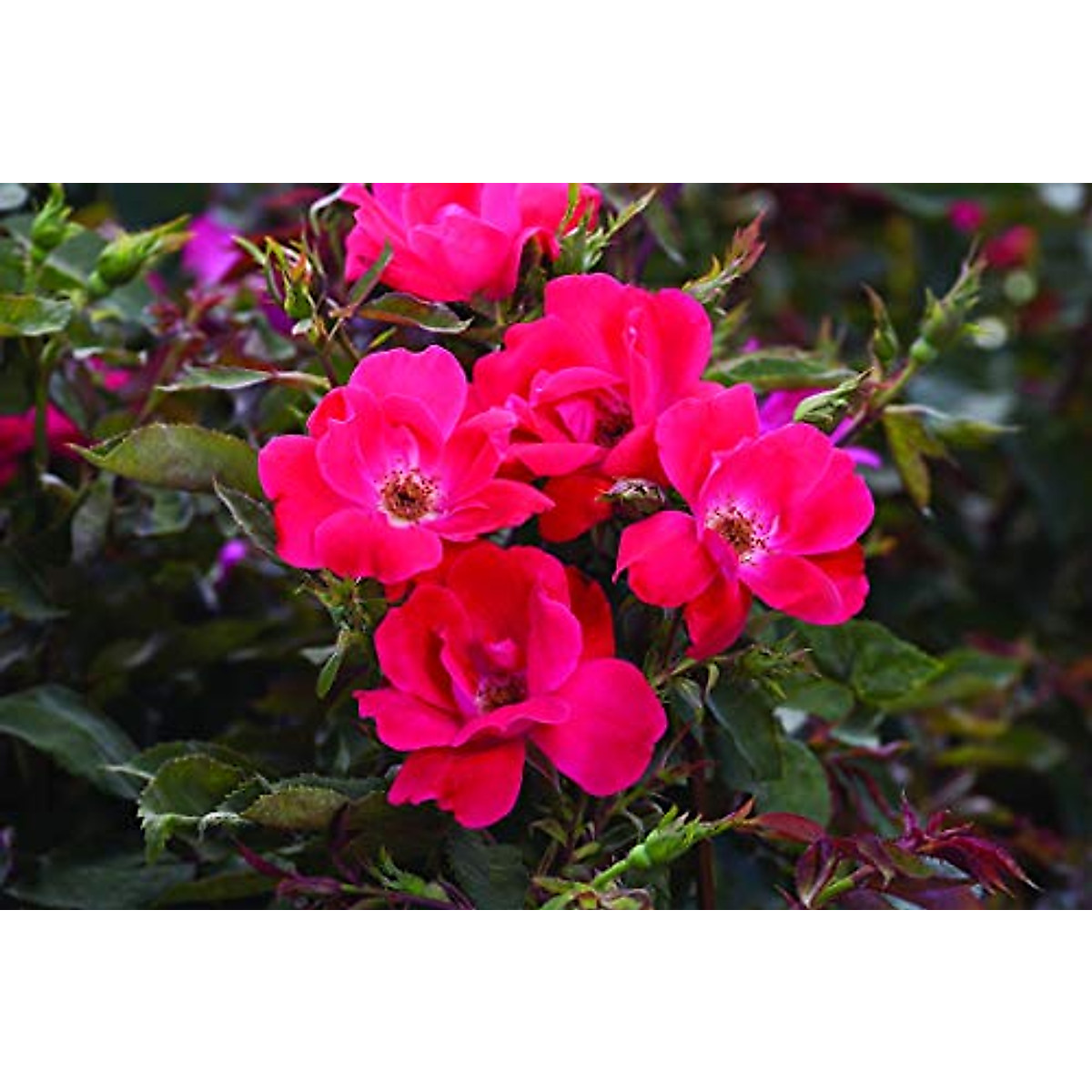 Star Roses Knockout Series 15048 Series Rose Knock Out The Original, 19cm