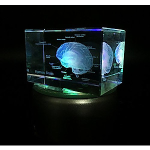 3D Human Brain Anatomical Model Paperweight(Laser Etched) in Crystal Glass Cube Science Gift (No Included LED Base)(3.1x2x2 inch)