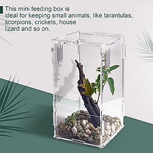 BETAZOOER Acrylic Mini Reptile Tank Habitat Transparent Terrariums with Locking Latch Suitable for Tarantula Isopod Roach Invertebrates (8''x6''x14'')
