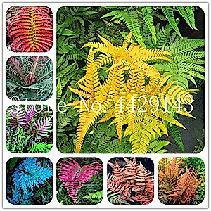 Dichondra Fresh 100pcs Fern Plant Seeds for Planting Red 3