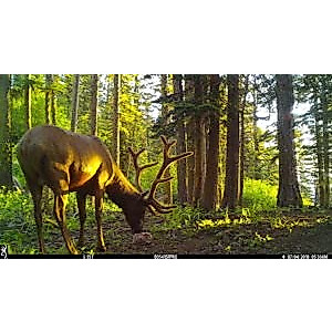 Browning Trail Cameras Browning Strike Force HD Pro-X Camera with 32 GB SD Card, Batteries, Card Reader, Reinforced Strap, and Spudz Microfiber Cloth Screen Cleaner