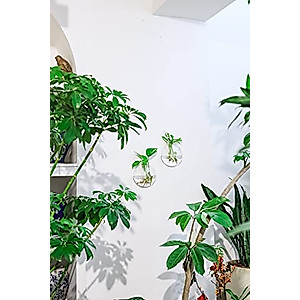 Ivolador Wall Mounted Plant Terrariums Oblate Hanging Glass Propagation Station Container for Propagating Hydroponic Plants Home Garden Wedding Décor