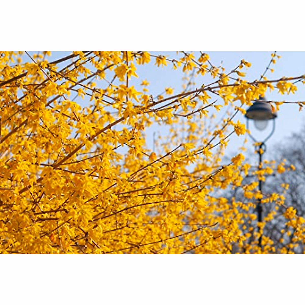 Yellow Lynwood Forsythia - 1 Gallon Established Potted Plant - Forsythia x Intermedia 'Lynwood Variety, Fast Growing Tree, Spring Color, Spring Blooms, Fall Color