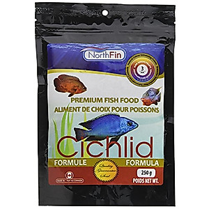 Northfin Cichlid