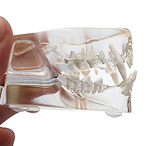Transparent Feline Teeth Model Anatomy Cat Teeth Model Animal Models Teeth Up Teaching PVC Material for Veterinary or Medical Teaching Dental Model