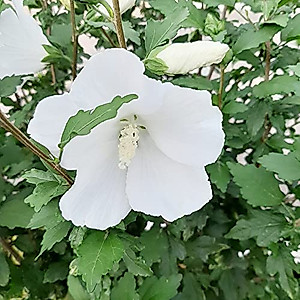 Snow White Hibiscus Seeds Perennial Attracts Butterflies Heat & Humidity Tolerant Bog Gardens Ponds Beds Borders Outdoor 25Pcs Flower Seeds by YEGAOL Garden